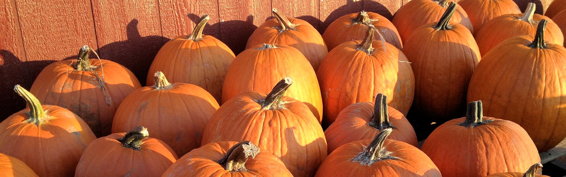Pumpkins at Every Soul Acres | Every Soul Acres in Keezletown, VA